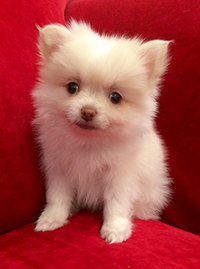 Pocket Puppies Boutique Chicago 773-857-1519