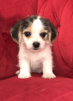 Pocket Puppies Boutique Chicago 773-857-1519