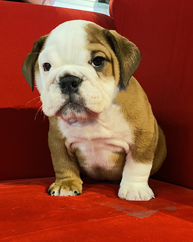 Pocket Puppies Boutique Chicago 773-857-1519