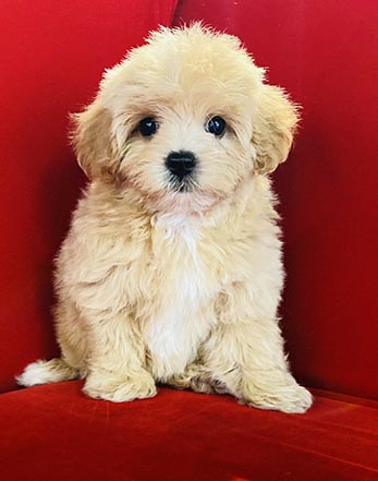 Pocket Puppies Boutique Chicago 224-735-3137