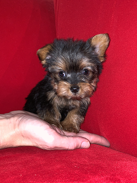 Pocket Puppies Boutique Chicago 773-857-1519