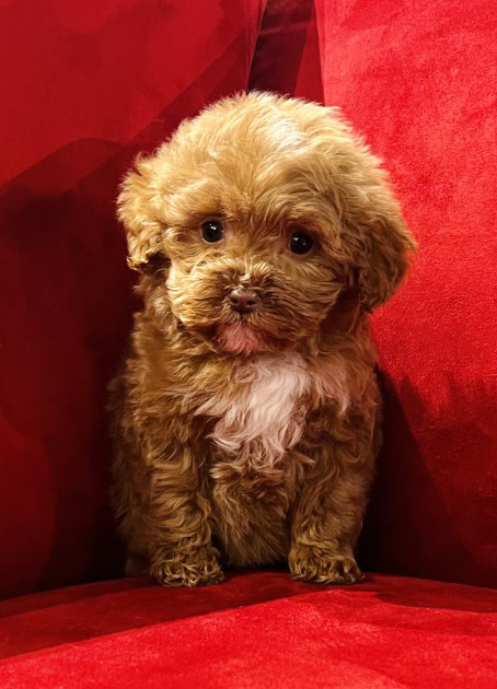 How Much Is A Pocket Puppy