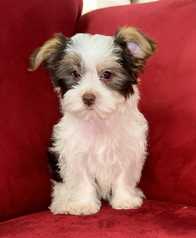 Pocket Puppies Pleasant Prairie Wisconsin - Available Puppies