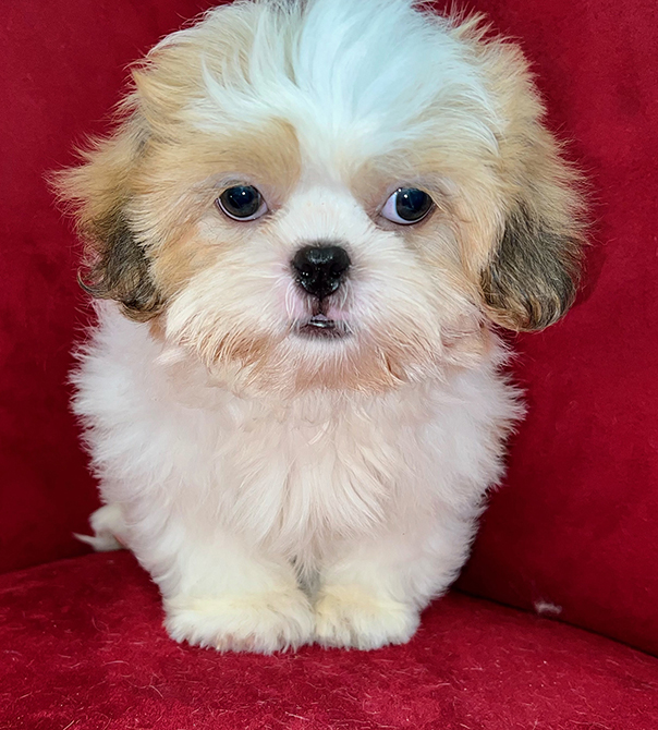 Pocket Puppies Pleasant Prairie Wisconsin - Available Puppies
