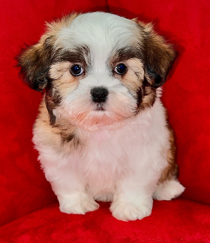 Pocket Puppies Pleasant Prairie Wisconsin - Available Puppies