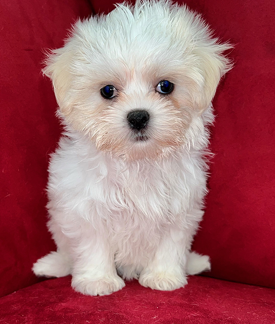 Pocket Puppies Pleasant Prairie Wisconsin - Available Puppies