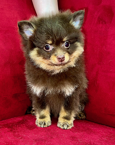 Pocket Puppies Pleasant Prairie Wisconsin - Available Puppies