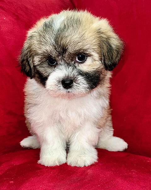 Pocket Puppies Pleasant Prairie Wisconsin - Available Puppies