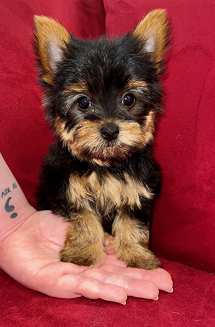 Pocket Puppies Pleasant Prairie Wisconsin - Available Puppies