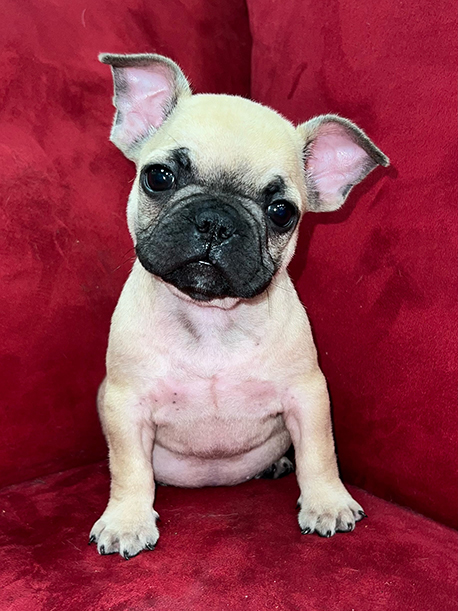 Pocket Puppies Pleasant Prairie Wisconsin - Available Puppies