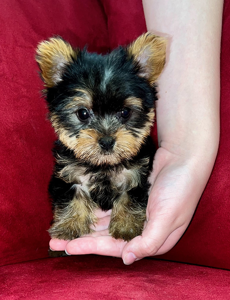 Pocket Puppies In Pleasant Prairie Outlet Mall 262-857-4365