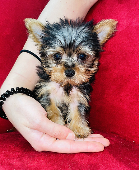 Pocket Puppies Pleasant Prairie Wisconsin - Available Puppies