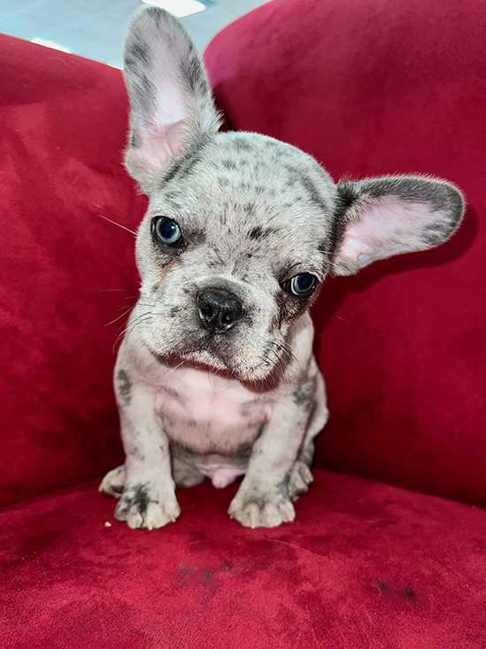 Pocket Puppies Pleasant Prairie Wisconsin - Available Puppies