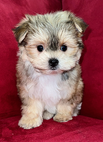 Pocket Puppies Pleasant Prairie Wisconsin - Available Puppies