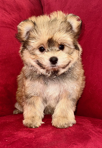 Pocket Puppies Pleasant Prairie Wisconsin - Available Puppies