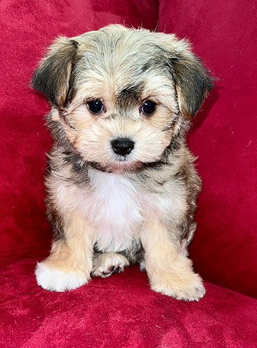 Pocket Puppies Pleasant Prairie Wisconsin - Available Puppies