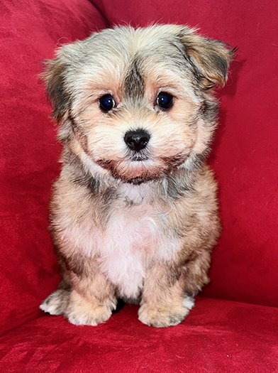 Pocket Puppies Pleasant Prairie Wisconsin - Available Puppies