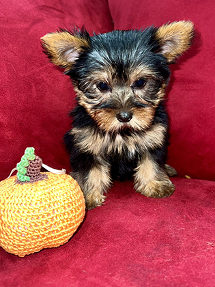 Pocket Puppies Pleasant Prairie Wisconsin - Available Puppies