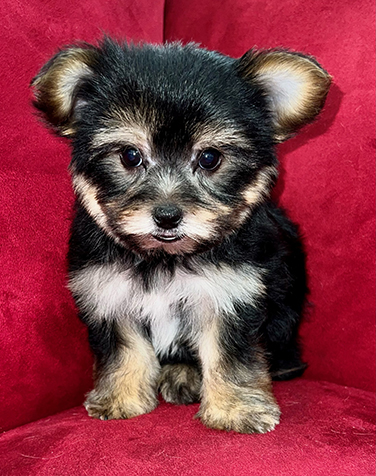 Pocket Puppies Pleasant Prairie Wisconsin - Available Puppies