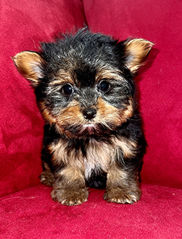 Pocket Puppies Pleasant Prairie Wisconsin - Available Puppies
