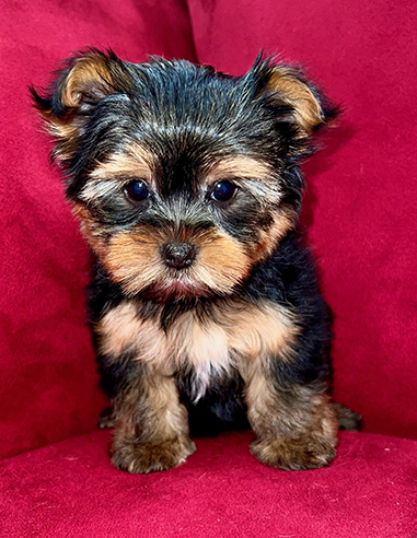 Pocket Puppies Pleasant Prairie Wisconsin - Available Puppies
