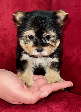 Pocket Puppies Pleasant Prairie Wisconsin - Available Puppies