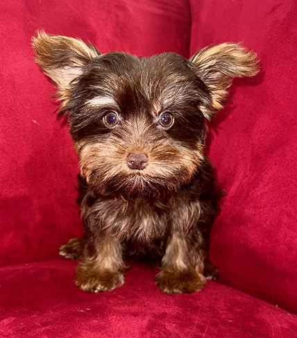 Pocket Puppies Pleasant Prairie Wisconsin - Available Puppies