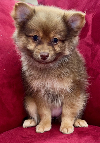 Pocket Puppies Pleasant Prairie Wisconsin - Available Puppies