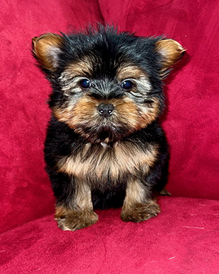 Pocket Puppies Pleasant Prairie Wisconsin - Available Puppies