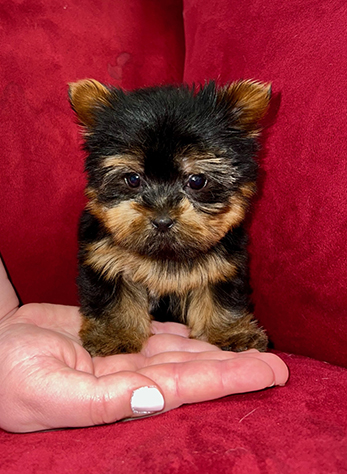 Pocket Puppies Pleasant Prairie Wisconsin - Available Puppies