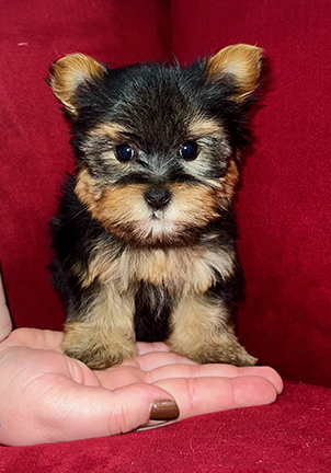 Pocket Puppies Pleasant Prairie Wisconsin - Available Puppies