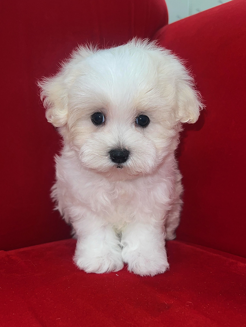 Pocket Puppies Pleasant Prairie Wisconsin - Available Puppies
