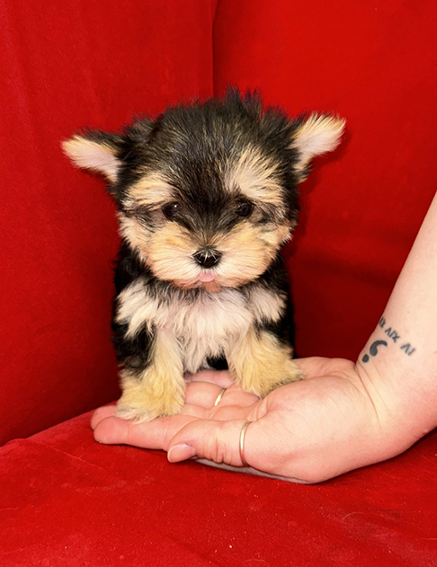 Pocket Puppies Pleasant Prairie Wisconsin - Available Puppies