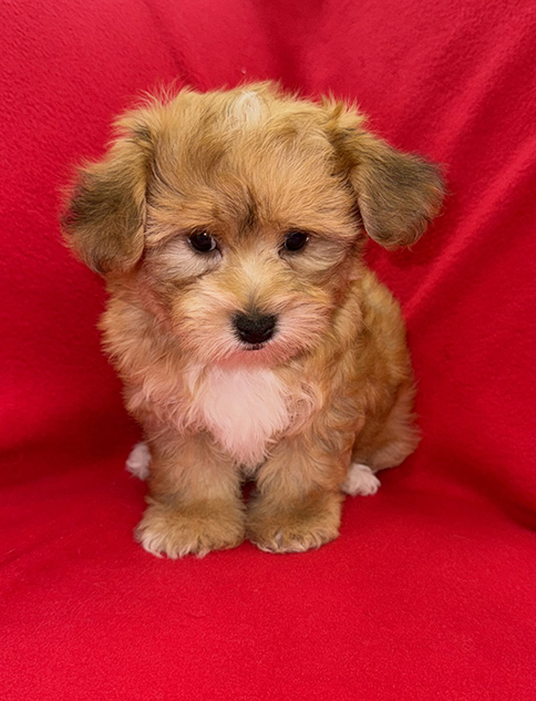 Pocket Puppies Pleasant Prairie Wisconsin - Available Puppies