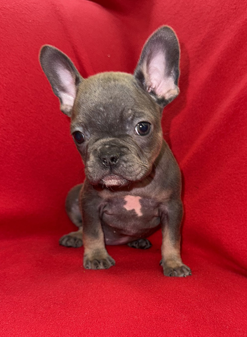 Pocket Puppies Pleasant Prairie Wisconsin - Available Puppies