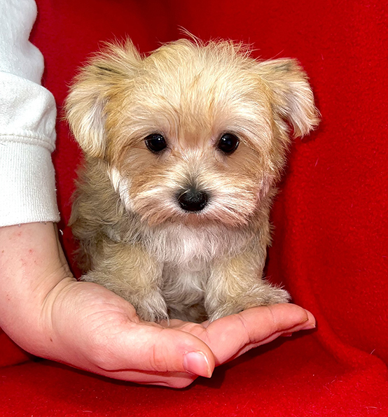 Pocket Puppies Pleasant Prairie Wisconsin - Available Puppies