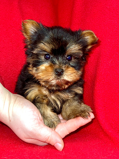 Pocket Puppies Pleasant Prairie Wisconsin - Available Puppies