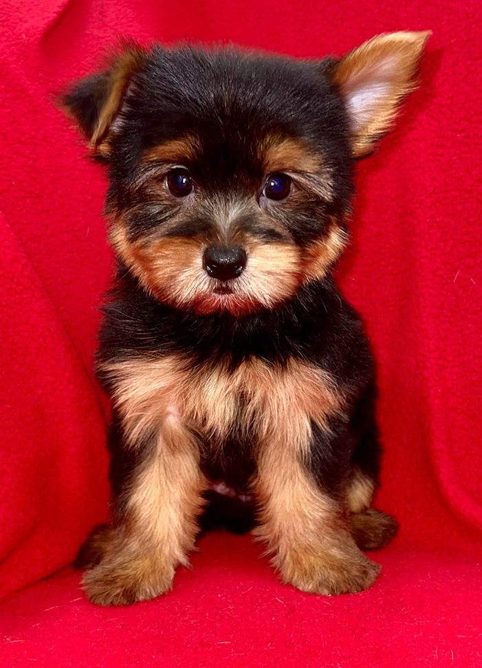 Pocket Puppies Pleasant Prairie Wisconsin - Available Puppies