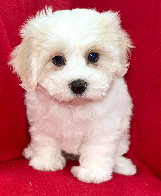 Pocket Puppies Pleasant Prairie Wisconsin - Available Puppies