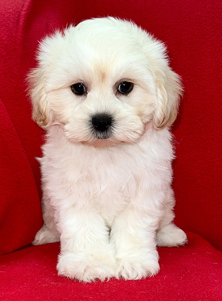 Pocket Puppies Pleasant Prairie Wisconsin - Available Puppies