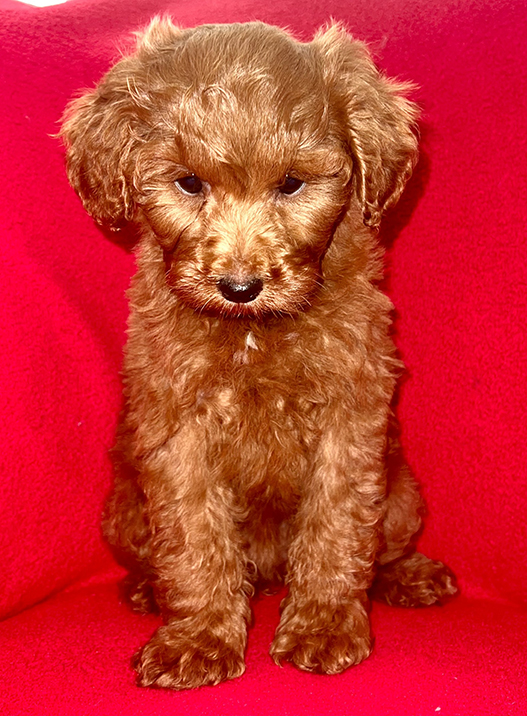 Pocket Puppies Pleasant Prairie Wisconsin - Available Puppies