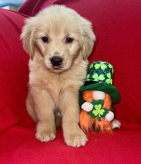 Pocket Puppies Pleasant Prairie Wisconsin - Available Puppies