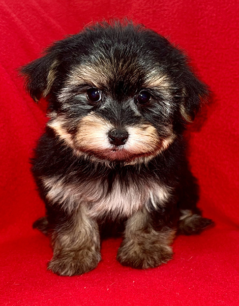 Pocket Puppies In Pleasant Prairie Outlet Mall 262-857-4365